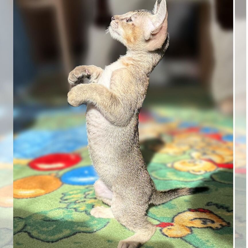 Ориентальные котята