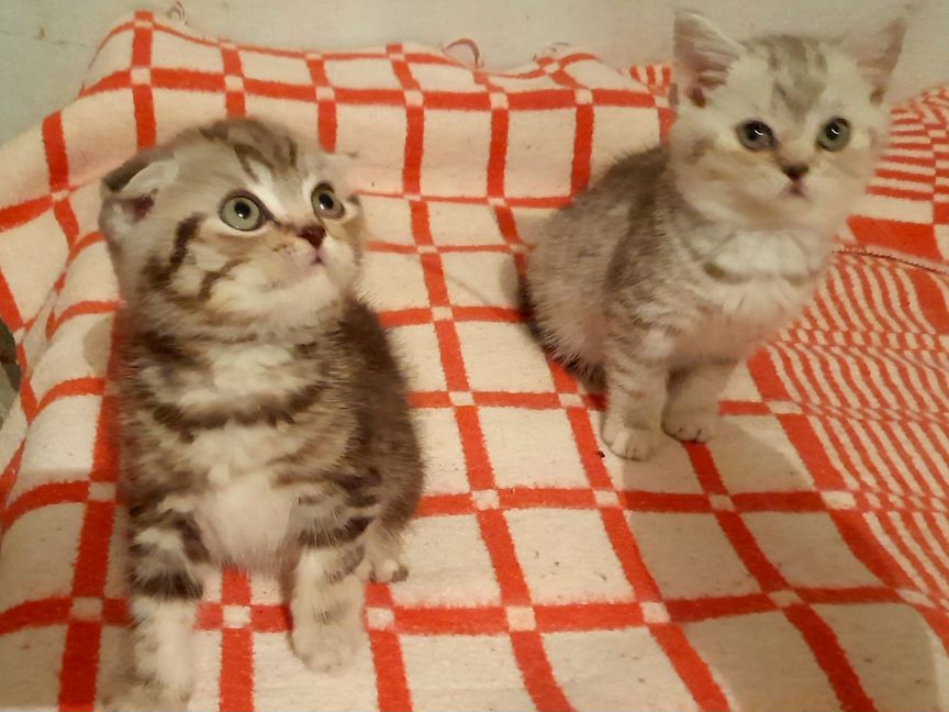 Серебристые король и королева