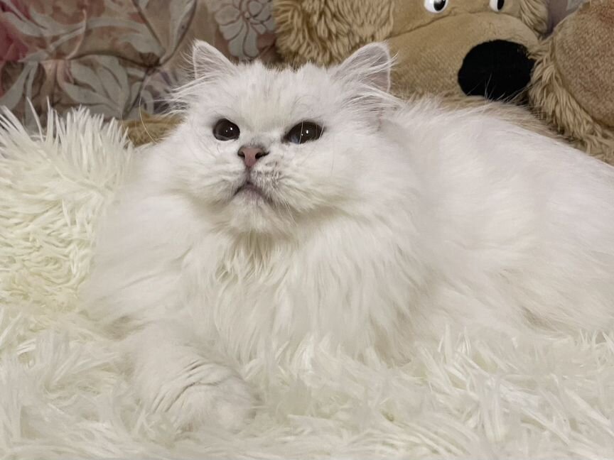 Британская длинношерстная шиншилла