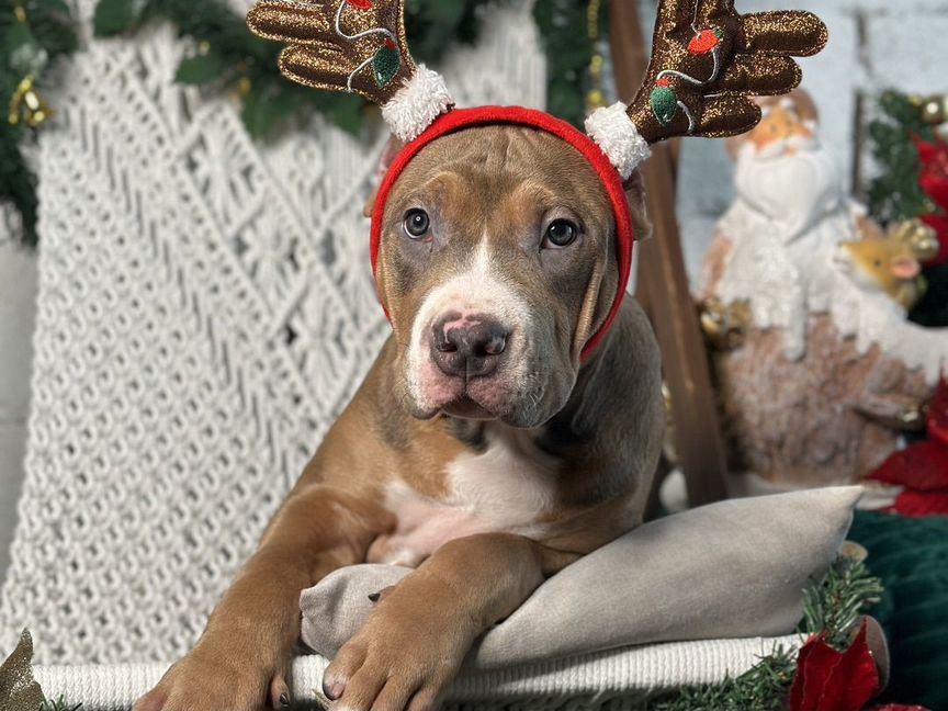 Американский булли XL