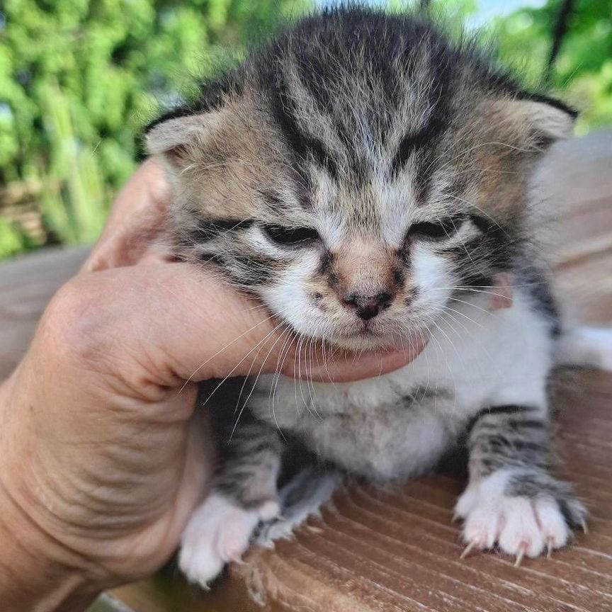 Котёнок в добрые руки