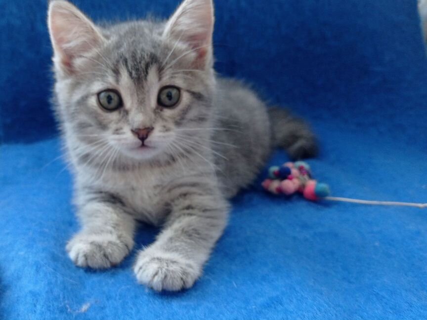 Ищет дом маленькая Сонечка