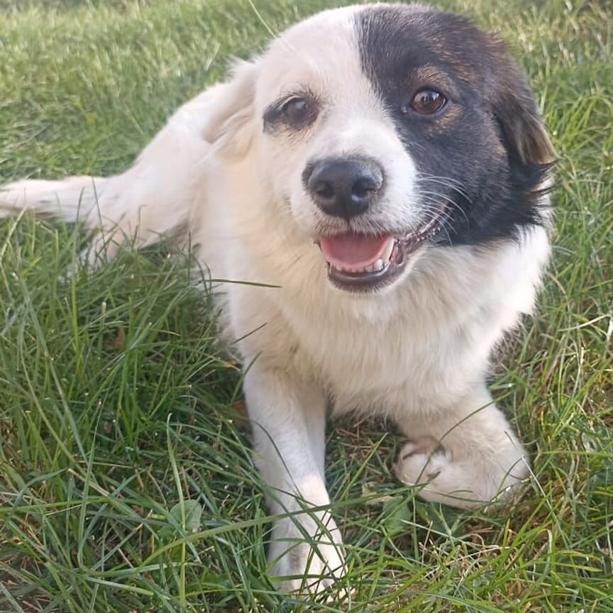 Девочка Алиса 6 месяцев 30 см в холке