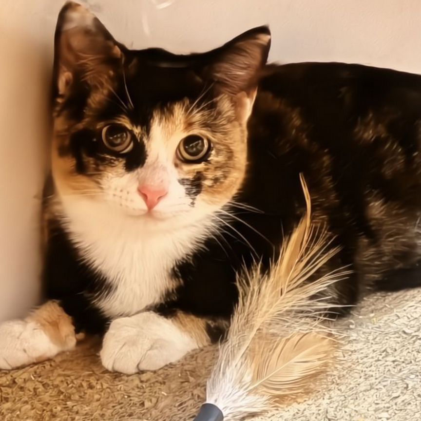 Котёнок в добрые руки