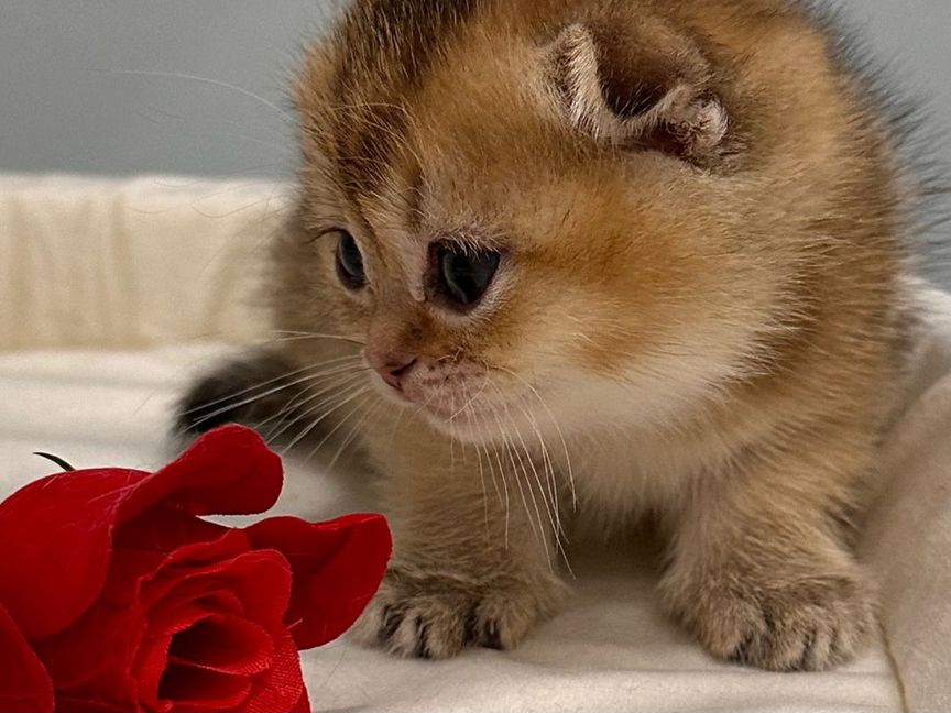 Шотландский котенок