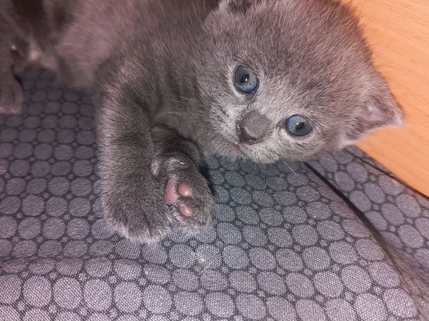 Шатланские вислоухие котята