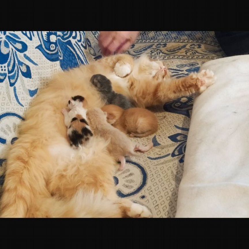 Котята в добрые руки бесплатно