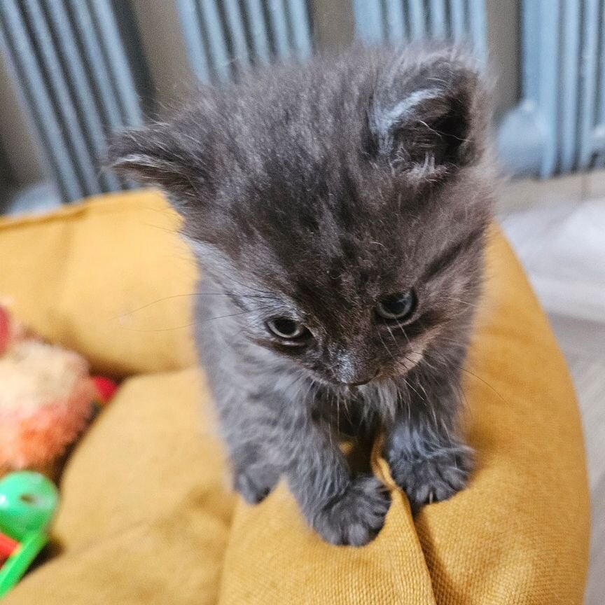 Шотландский вислоухий короткошёрстный котёнок