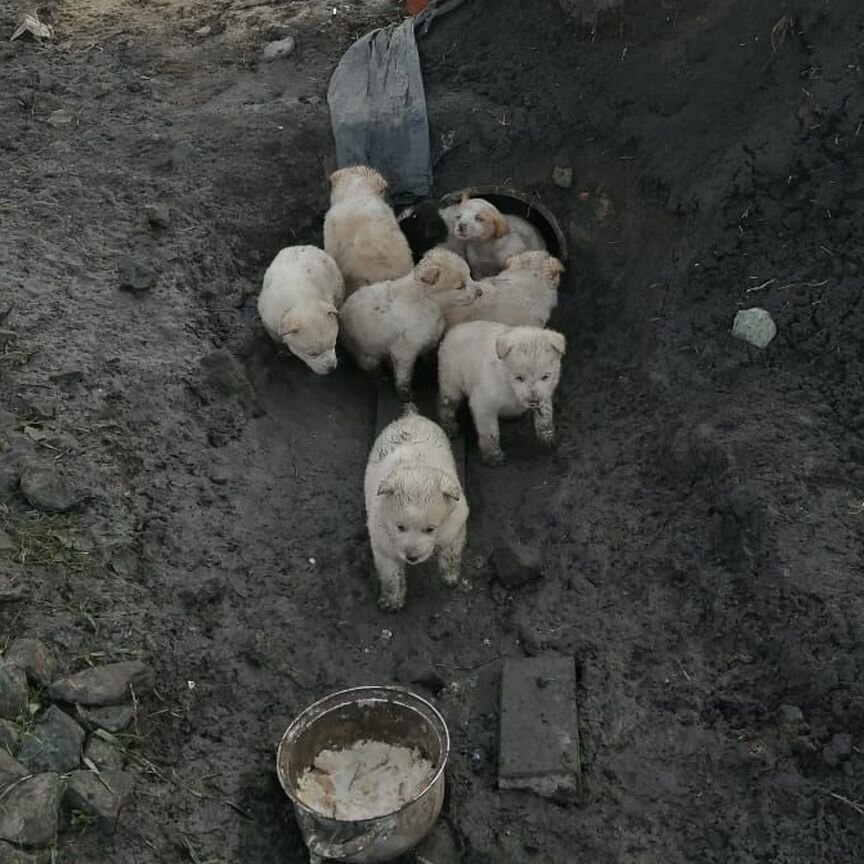 Щенок в добрые руки