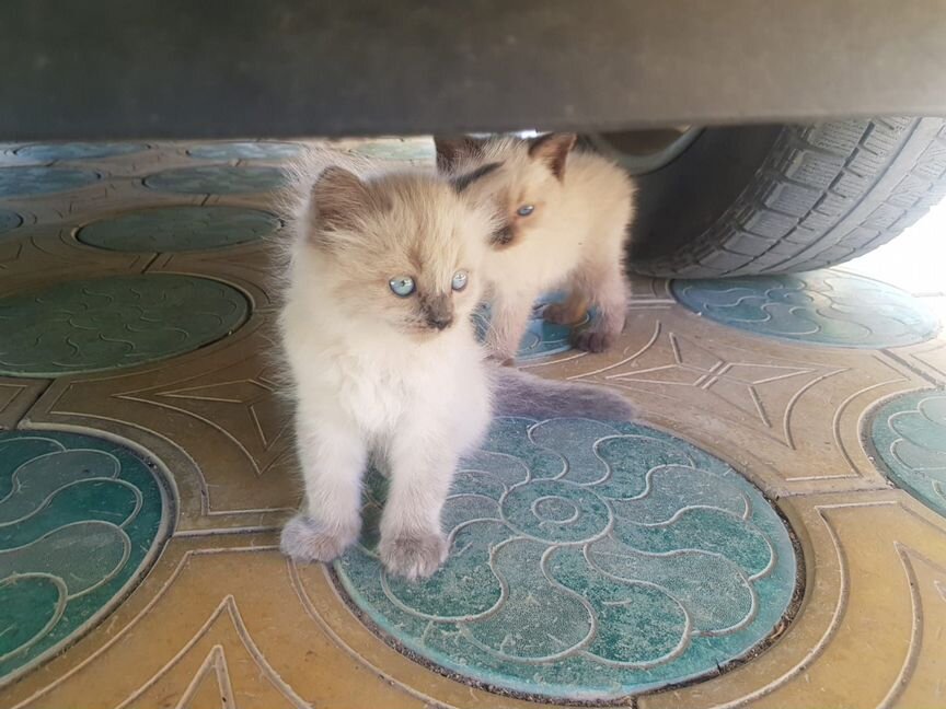 Котята в добрые руки