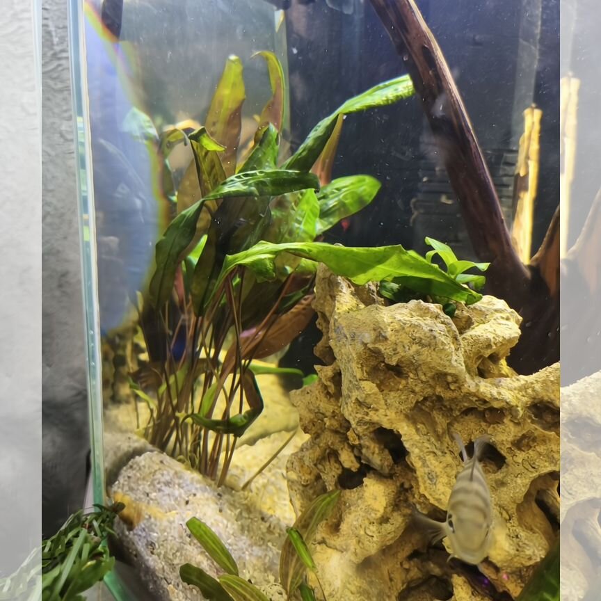 Криптокарина более 10 кустов. Цена за все