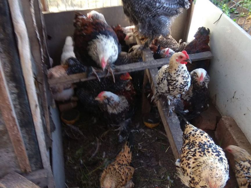 Декоративные куры