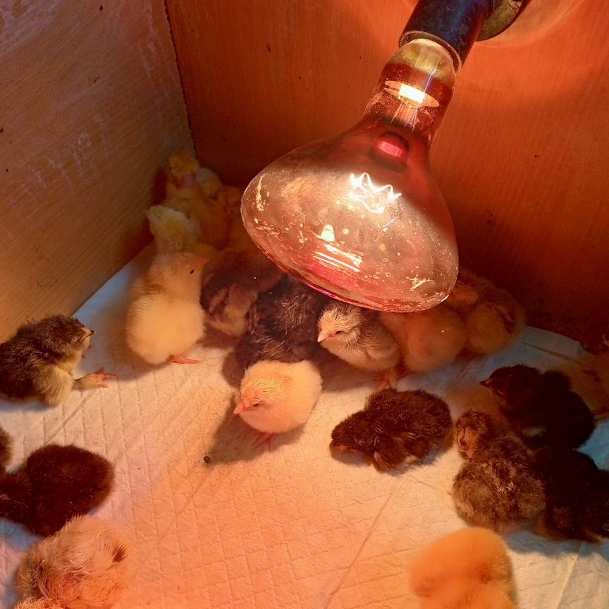 Цыплята кур несушек