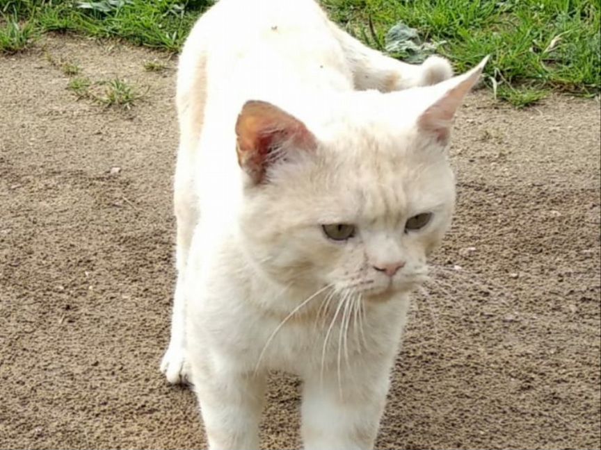 Ласковый кот ищет дом