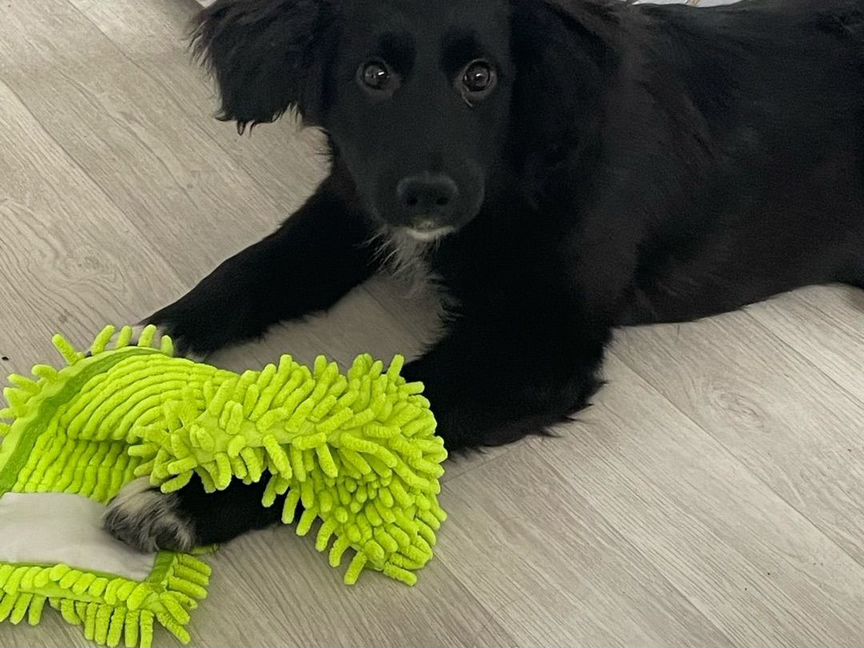 Щенок в добрые руки бесплатно