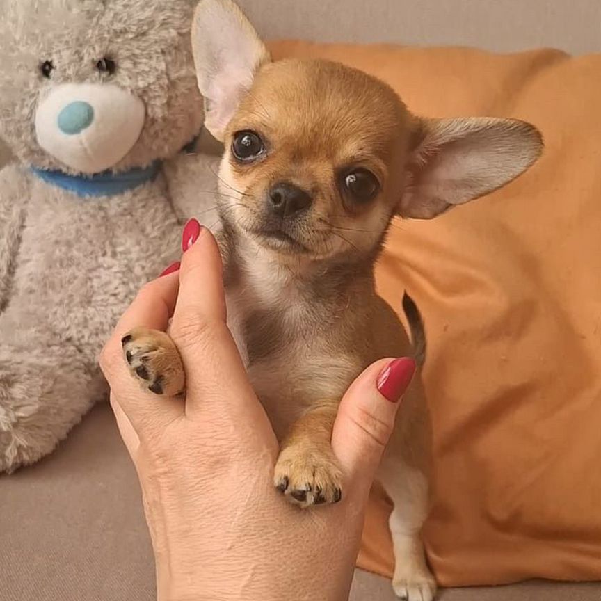 Рыжая малышка Чихуахуа