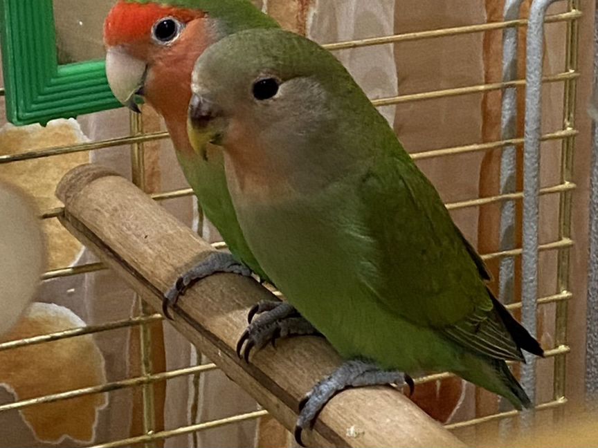 Попугай неразлучники