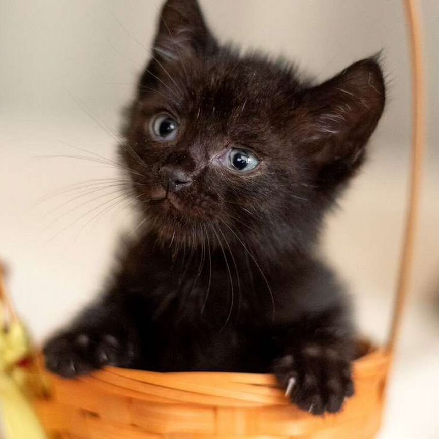 Черный котенок 1,5 месяца