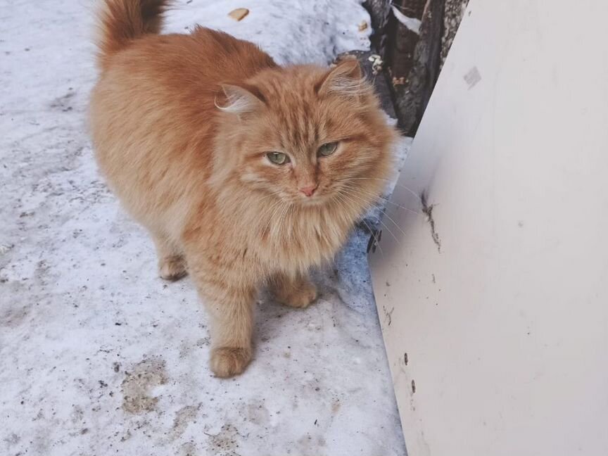 Рыжая красавица с изумрудными глазищами ищет дом
