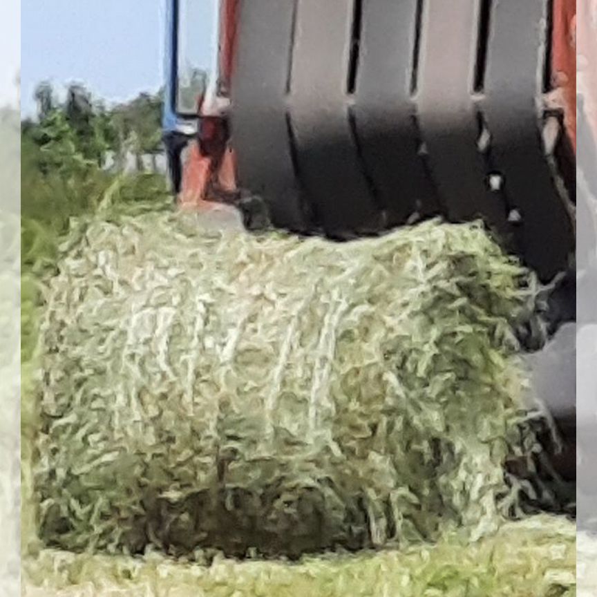 Продам сено в рулонах