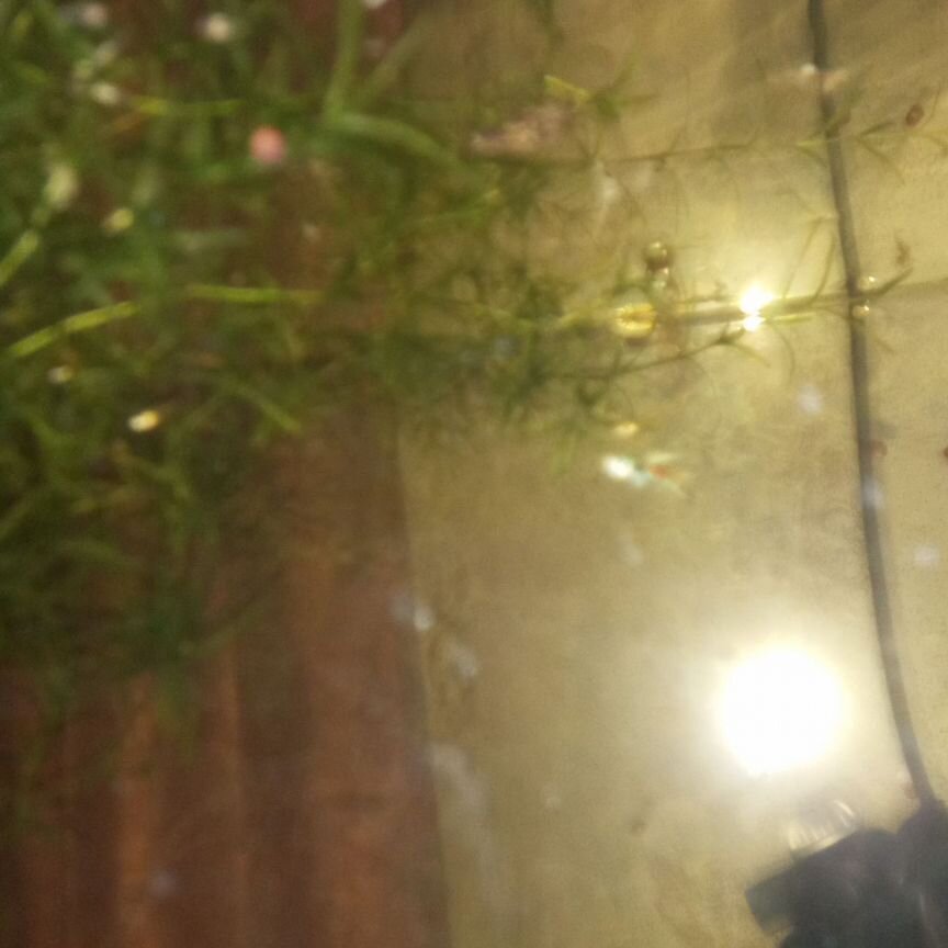 Рыбки гуппи