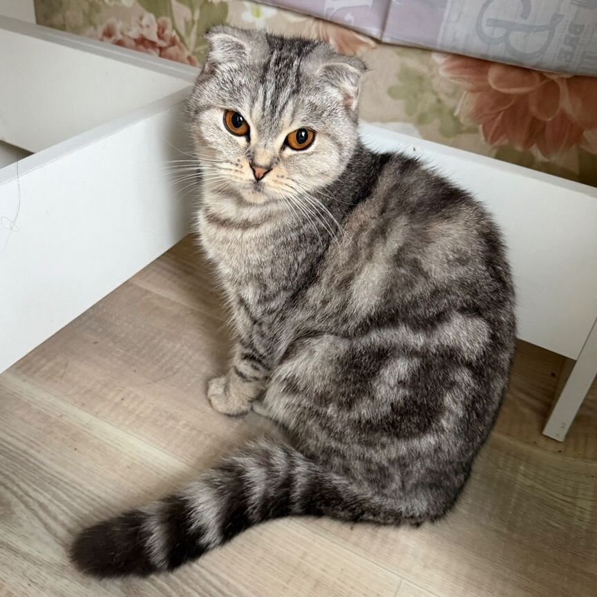 Шотландский вислоухий короткошёрстный котёнок
