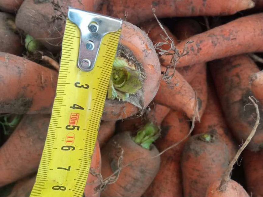 Морковь на корм животных