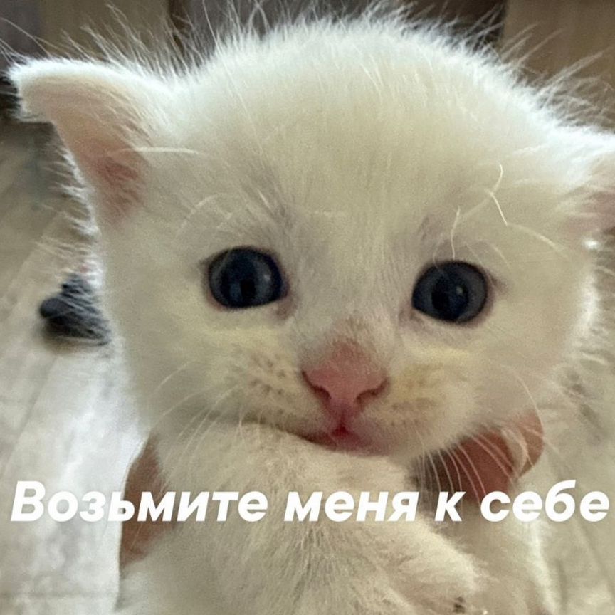 Котёнок в добрые руки