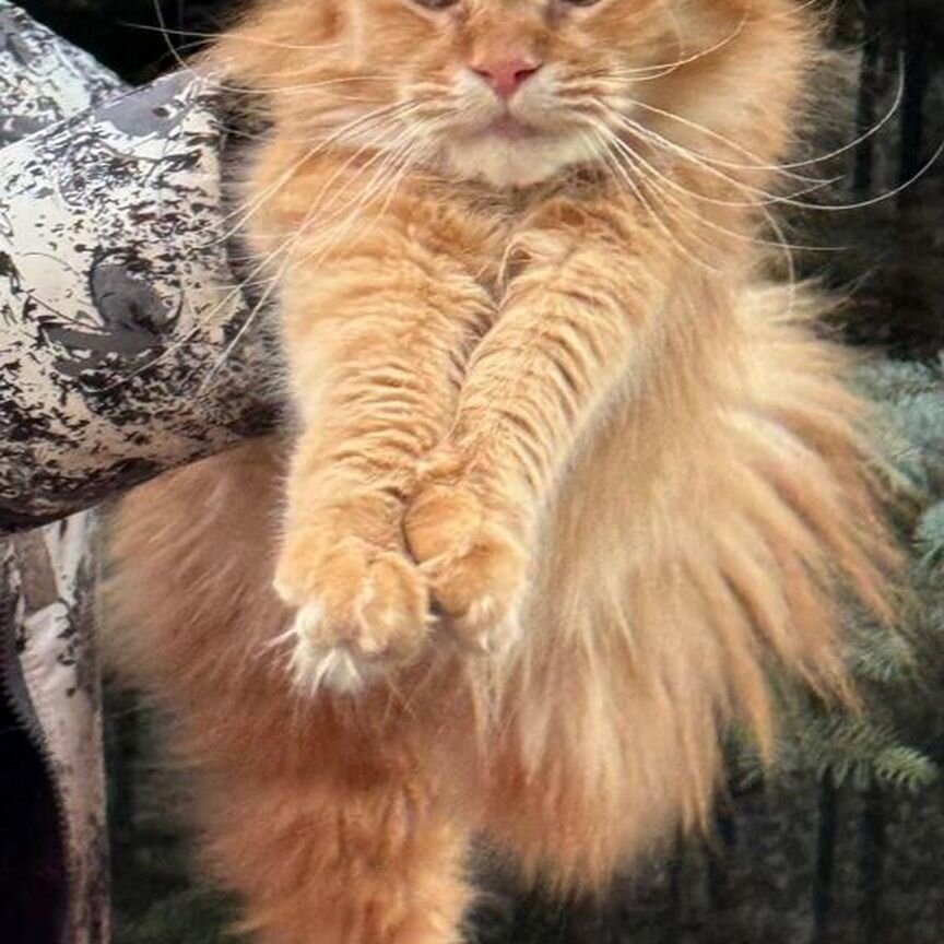 Мейн-кун кошка рыжая 11 месяц