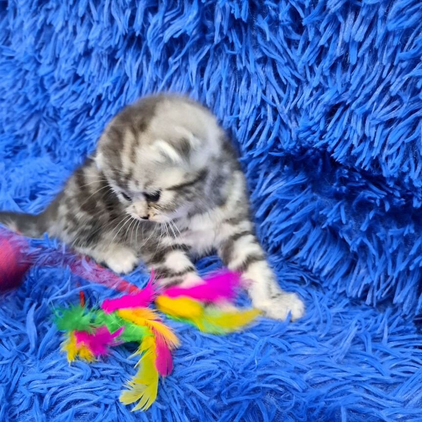 Шотландская