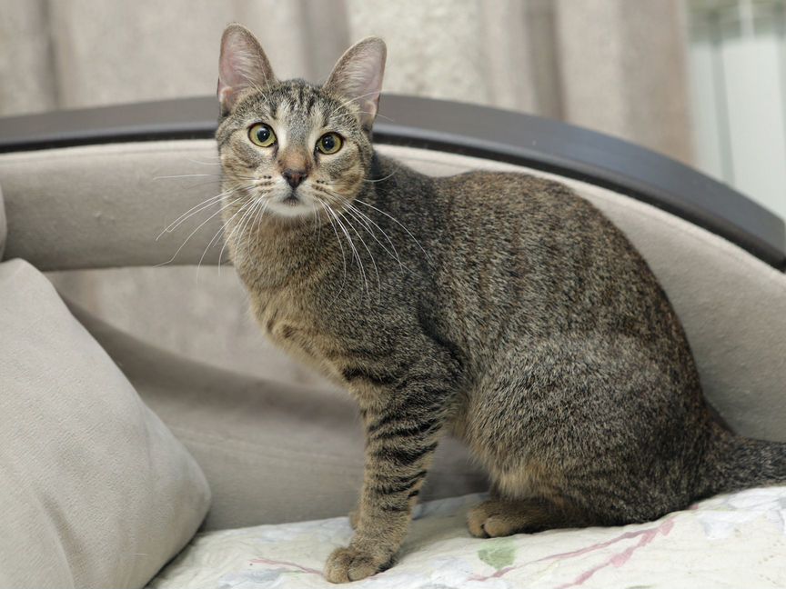 Котята в добрые руки Вжик