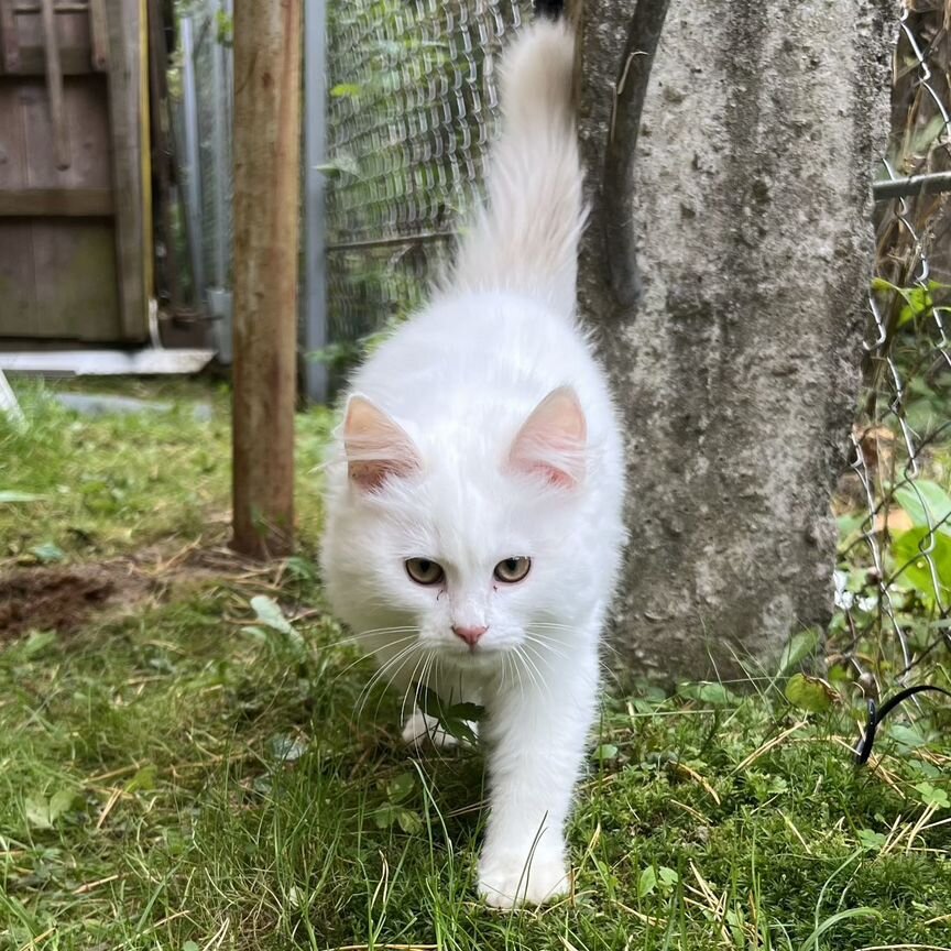 Белый котенок