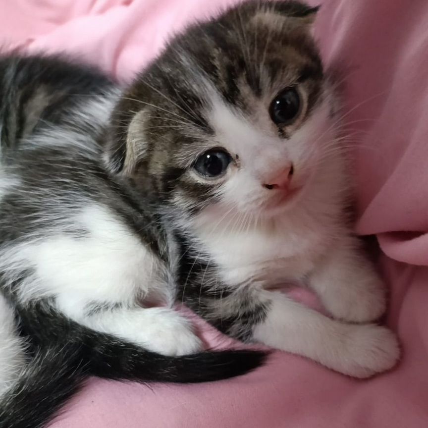 Котёнок в добрые руки