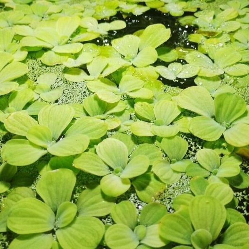 Аквариумное растение