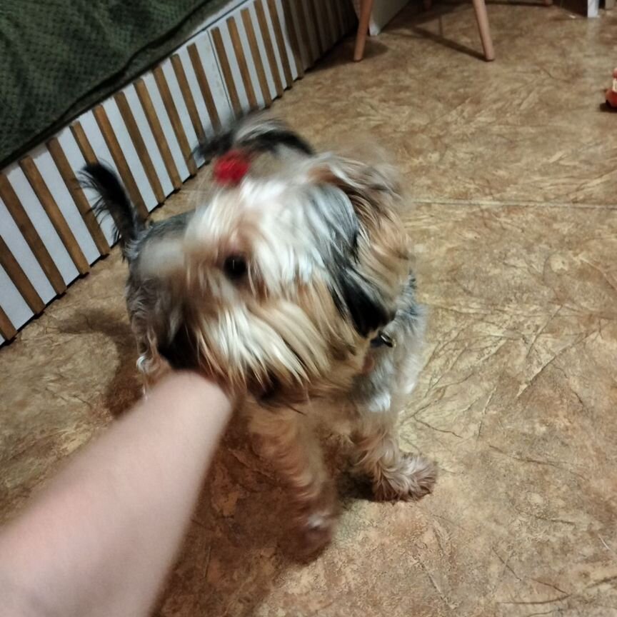 Йоркширский терьер