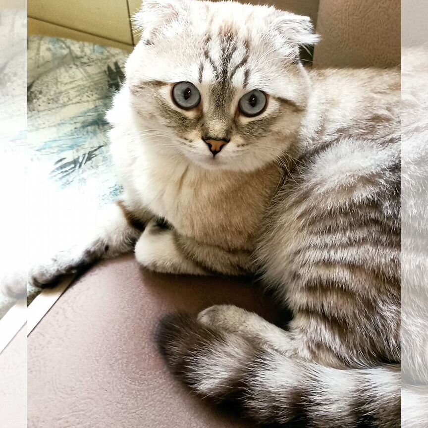 Кот вязка