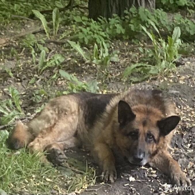 Чей потеряшка