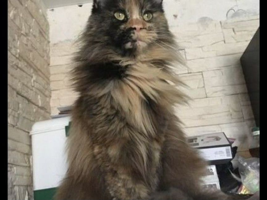 Мейн-кун вязка