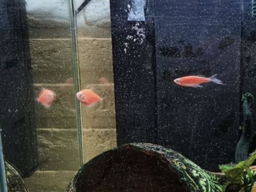 Аквариумные рыбки сомики