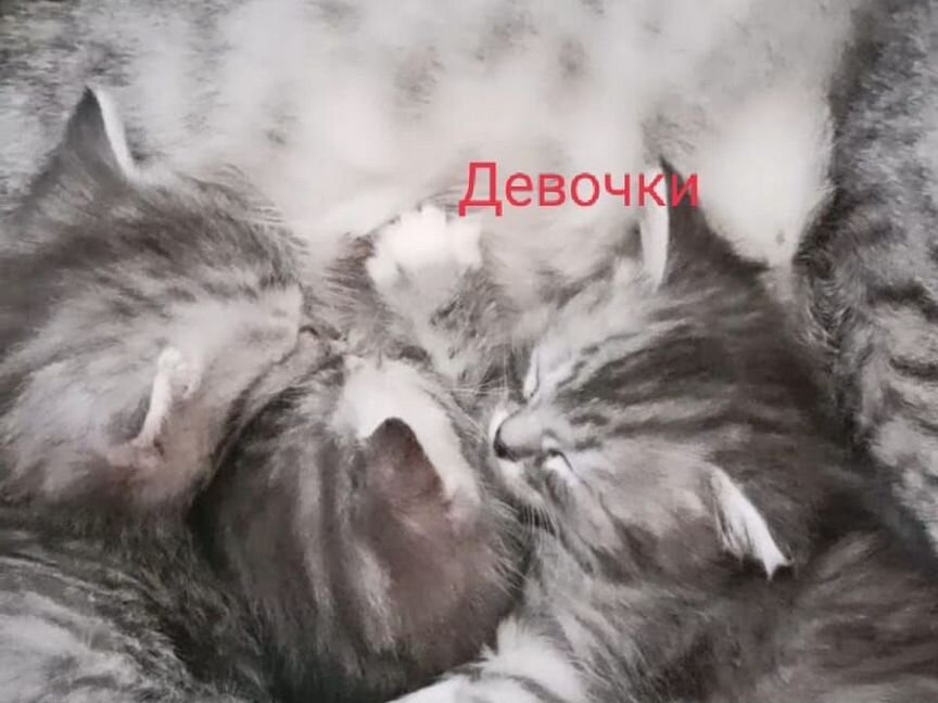 Котята отдам бесплатно