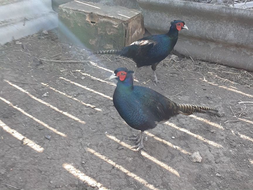 Румынские фазаны