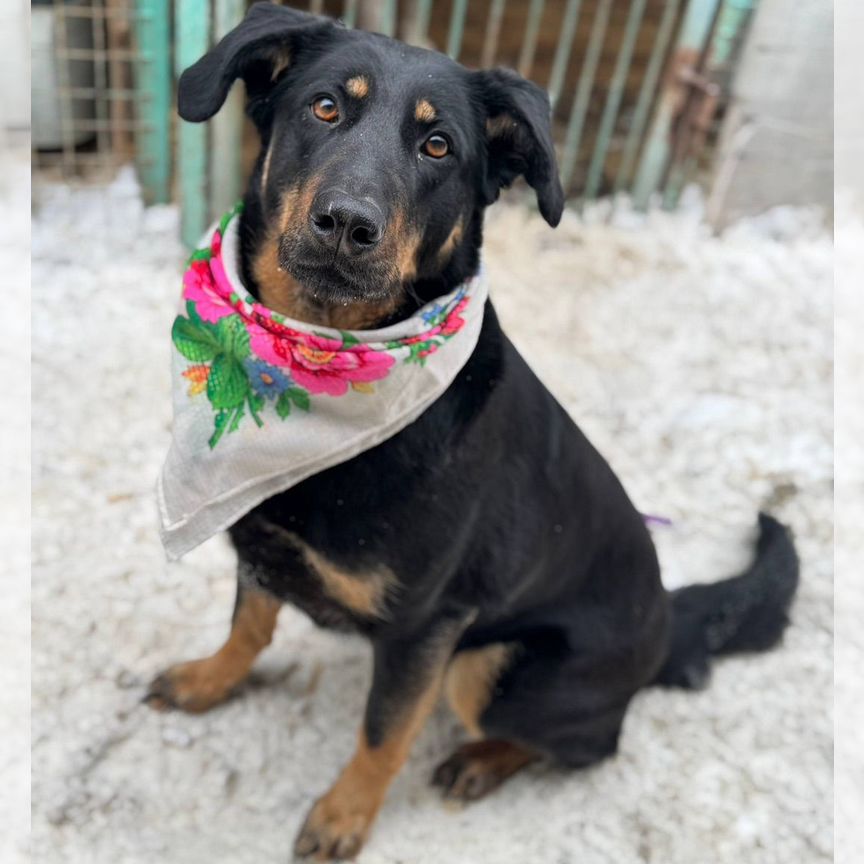 Взрослая собака в добрые руки