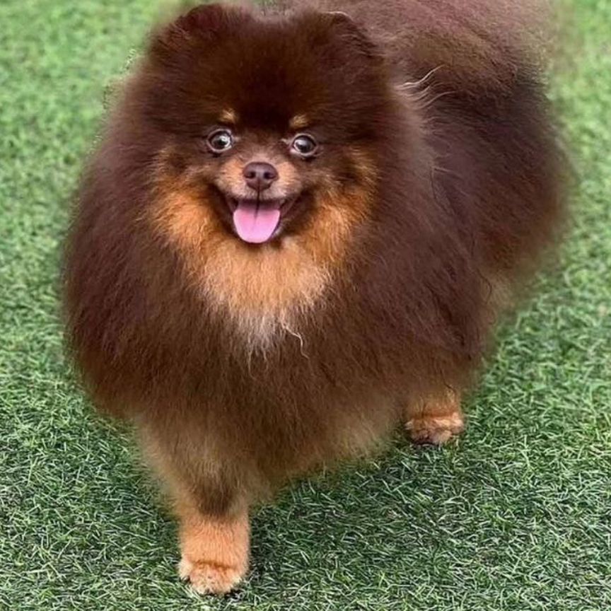 Шоколадно подпалый жених