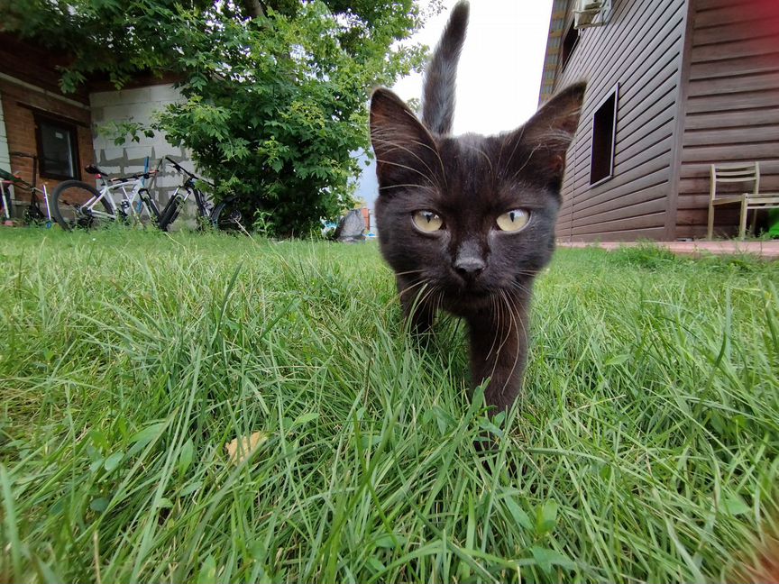 Котенок в добрые руки