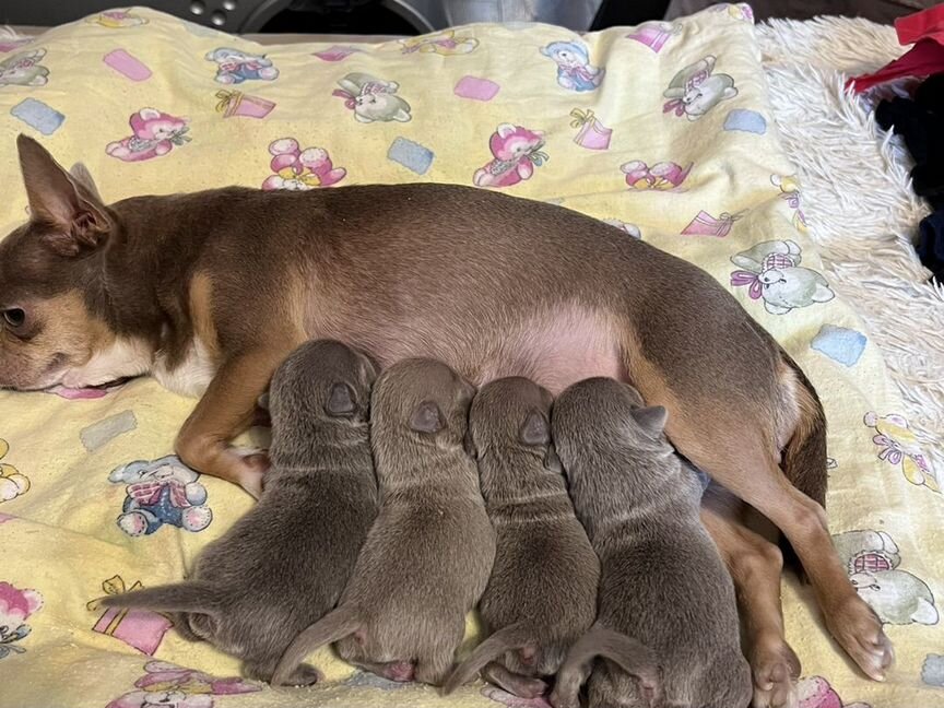 Щенки чихуахуа