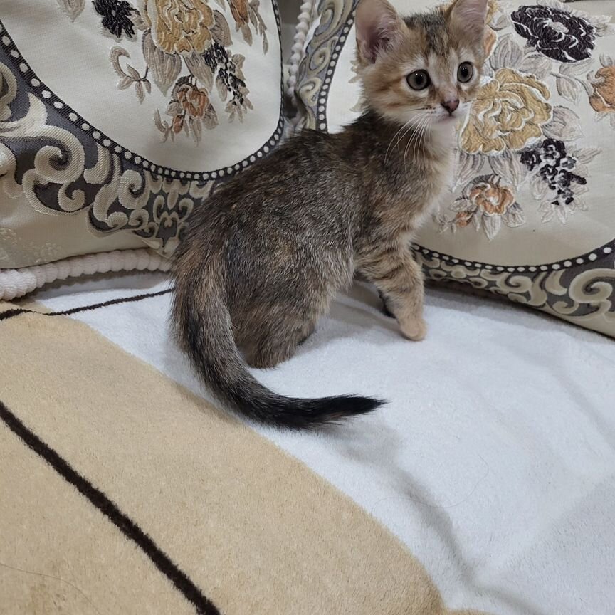 Котята в добрые заботливые руки