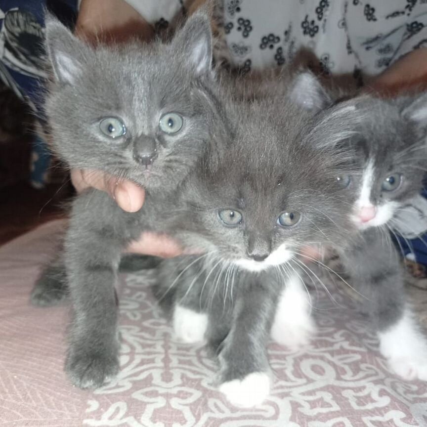Котята в добрые руки