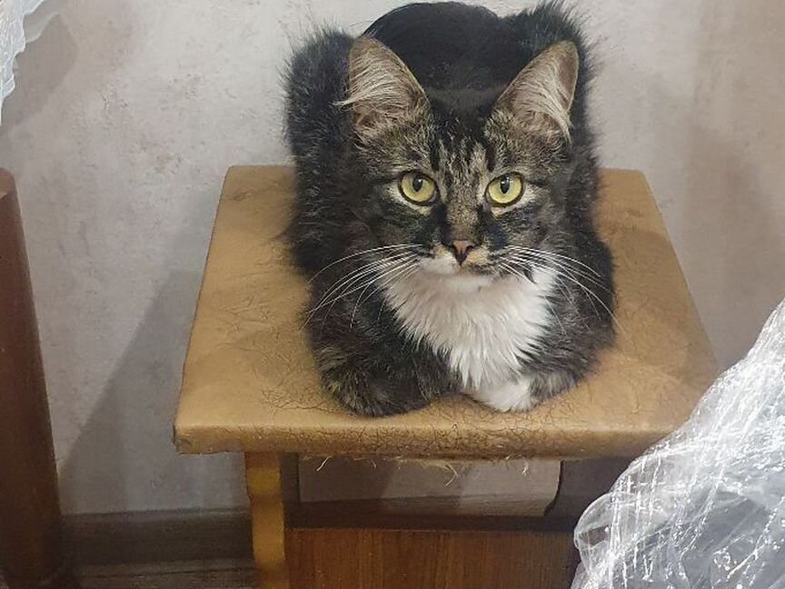 Отдам кота в добрые руки