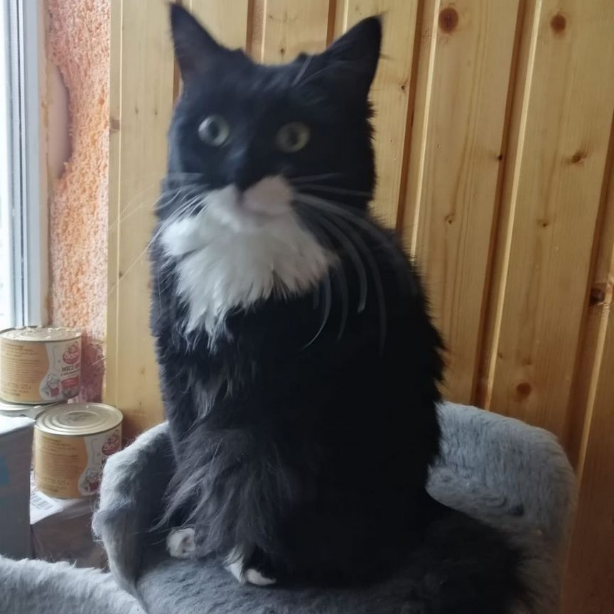 В поисках дома