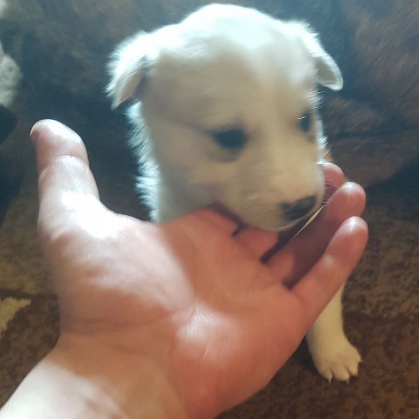 Щенки лайки